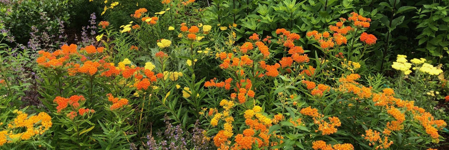 History - Master Gardeners Association