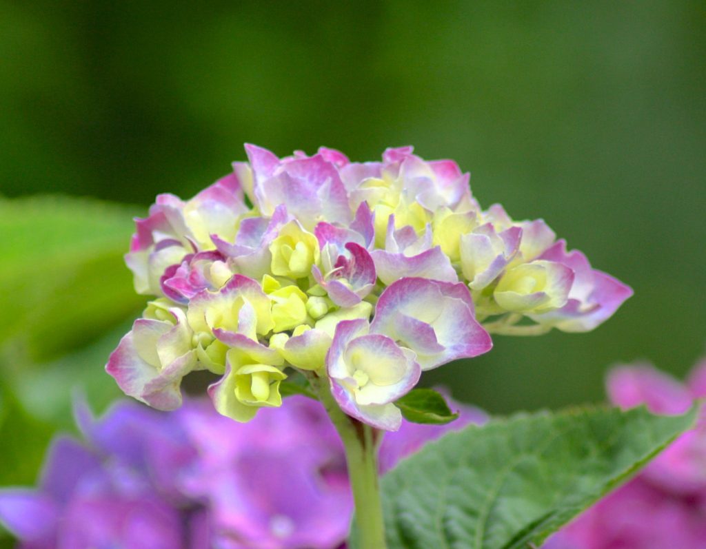 Hydrangea Festival - Master Gardeners Association