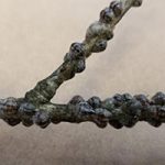 Home - Master Gardeners Association