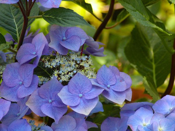 Hydrangea Festival - Master Gardeners Association