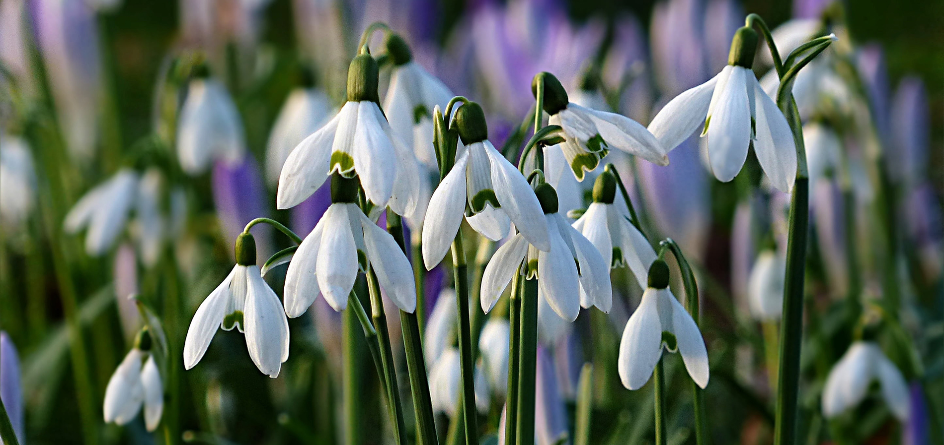 Home - Master Gardeners Association